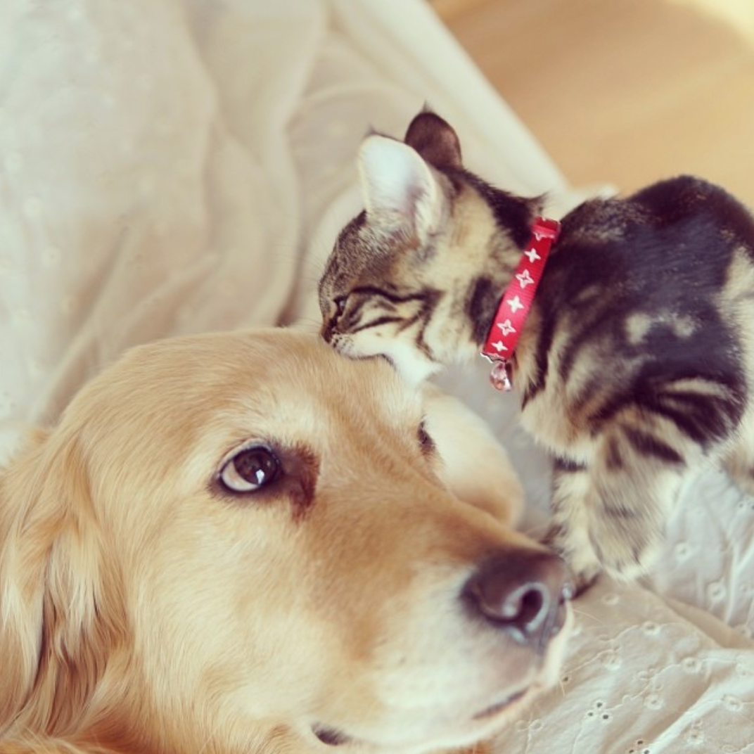 Sweet dog falls in love with little kitten who was rejected by her mother