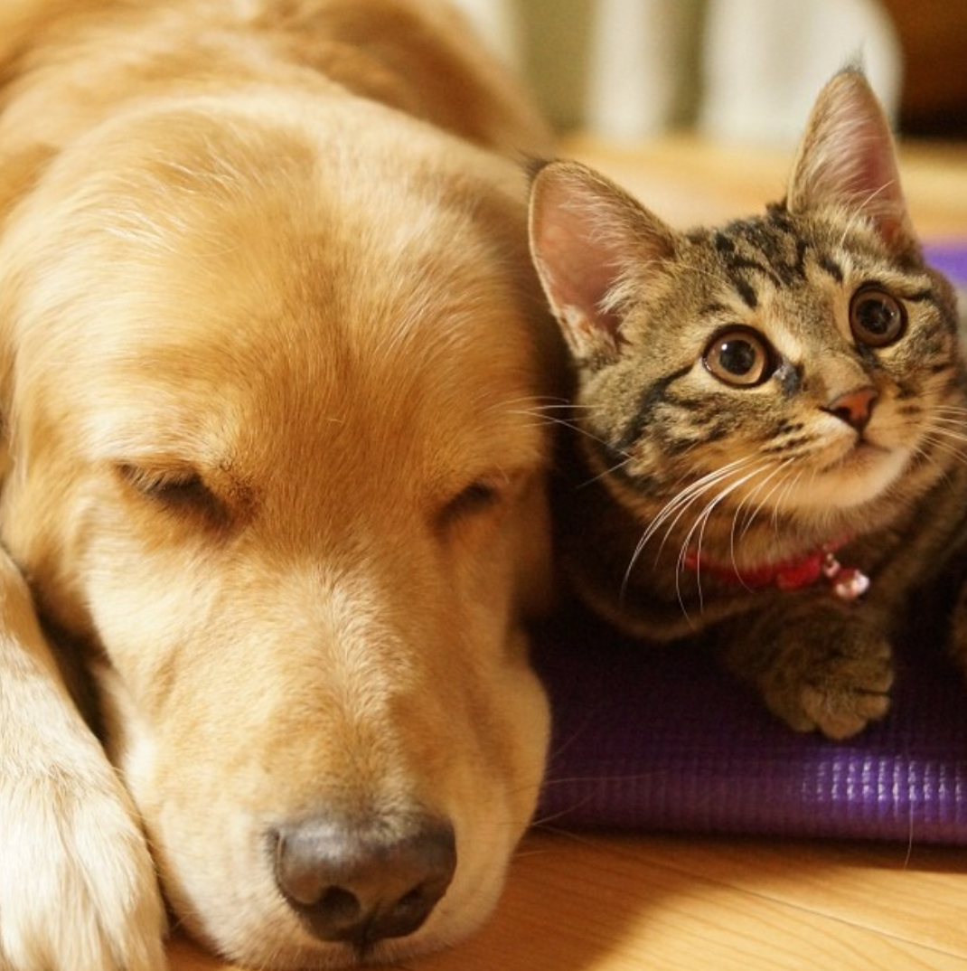 Sweet dog falls in love with little kitten who was rejected by her mother