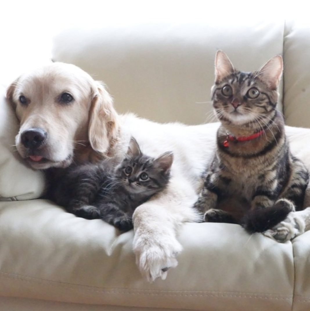 Sweet dog falls in love with little kitten who was rejected by her mother