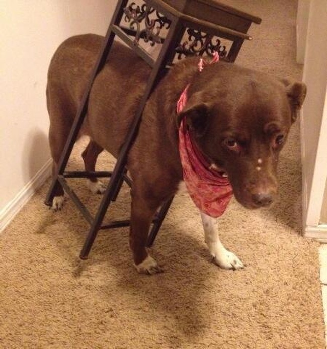 40+ Dogs Who Are Still Puppies On The Inside