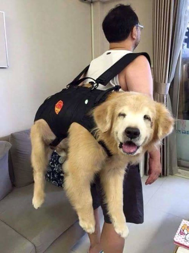 40+ Dogs Who Are Still Puppies On The Inside