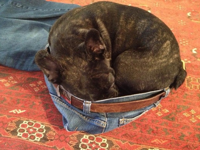 40+ Dogs Who Are Still Puppies On The Inside