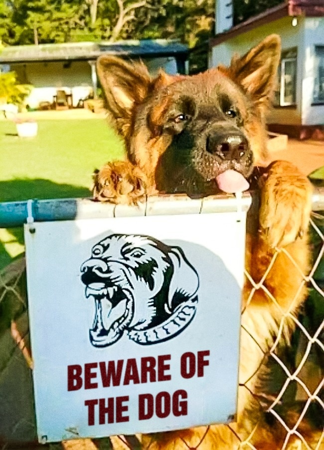 40+ Dogs Who Are Still Puppies On The Inside