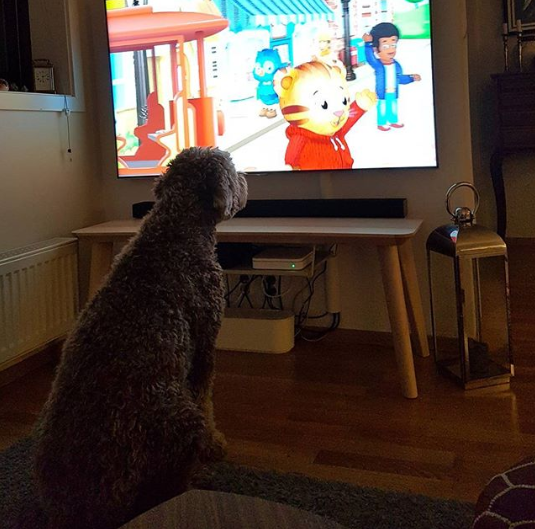 40+ Dogs Who Are Still Puppies On The Inside