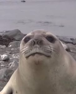Group Has Encounter With Adorable And Friendly Baby Seal