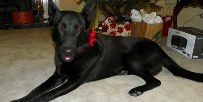 Video shows mom’s out-of-control dog completely changing with trainer