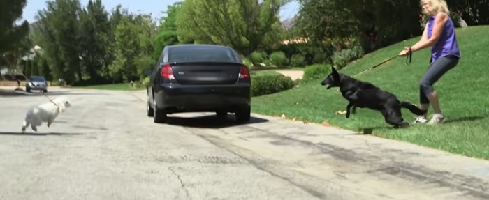 Video shows mom’s out-of-control dog completely changing with trainer