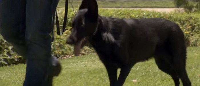 Video shows mom’s out-of-control dog completely changing with trainer