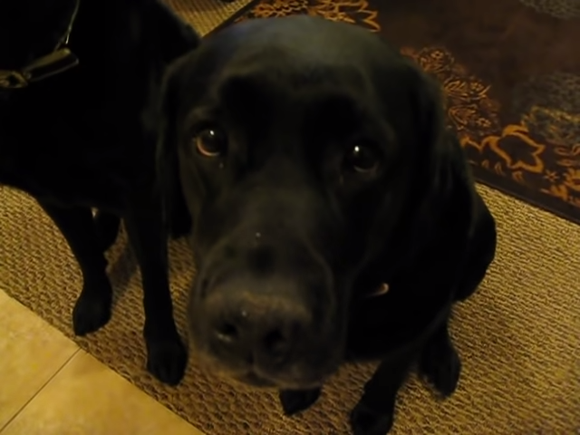 Funny Dog Snitches On Sister About Stolen Cookie