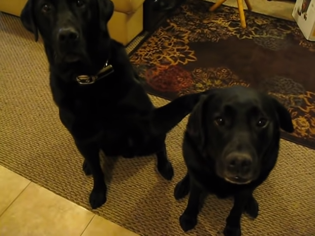Funny Dog Snitches On Sister About Stolen Cookie