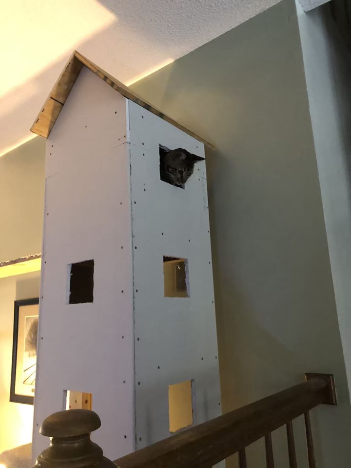 Man builds coolest tower ever for his cats