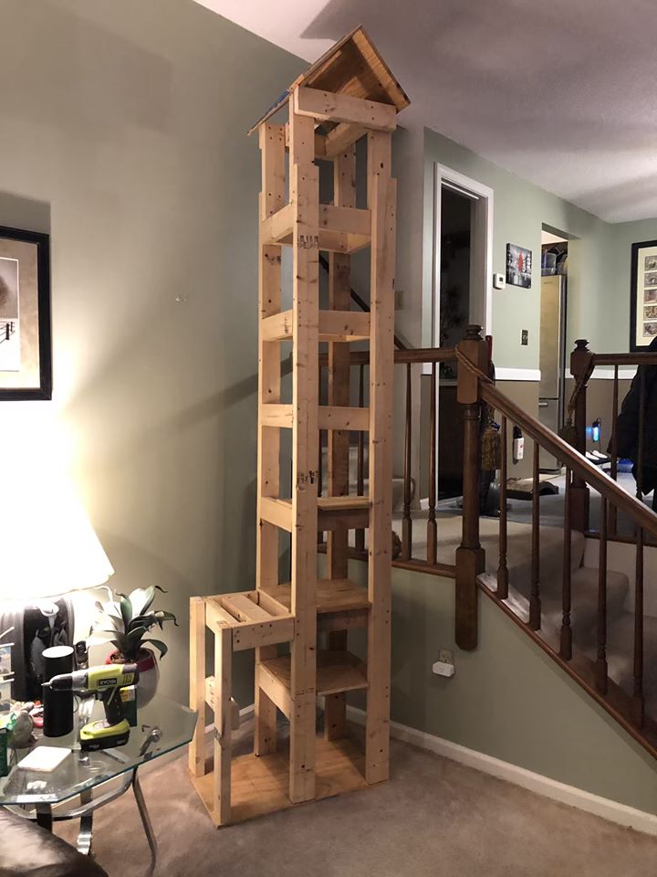 Man builds coolest tower ever for his cats