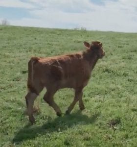 Man finds baby cow with head stuck in tree, knows exactly what to do