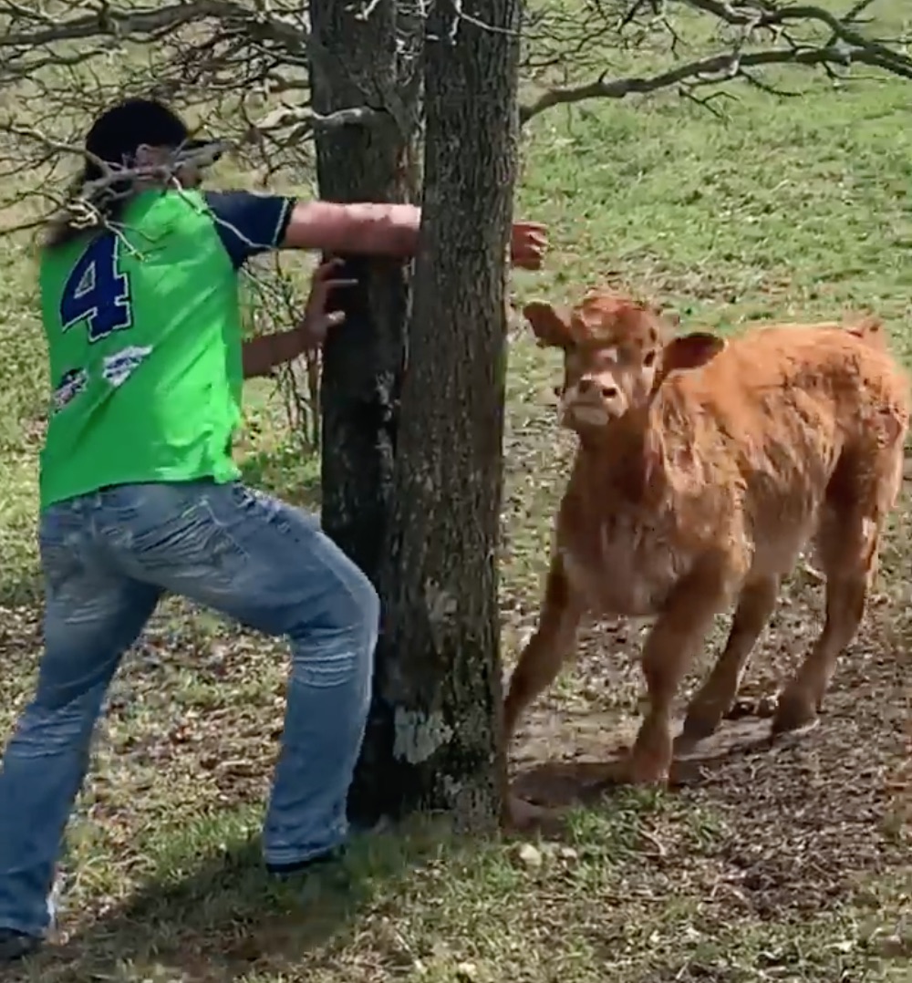 Man finds baby cow with head stuck in tree, knows exactly what to do