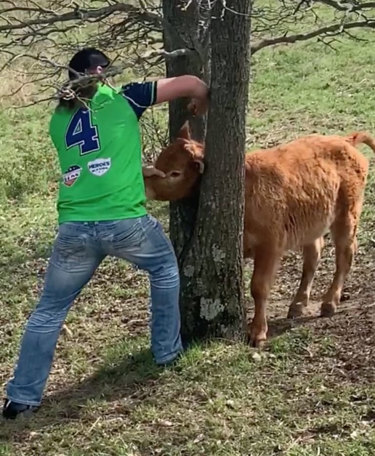 Man finds baby cow with head stuck in tree, knows exactly what to do