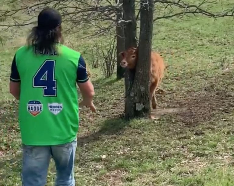 Man finds baby cow with head stuck in tree, knows exactly what to do