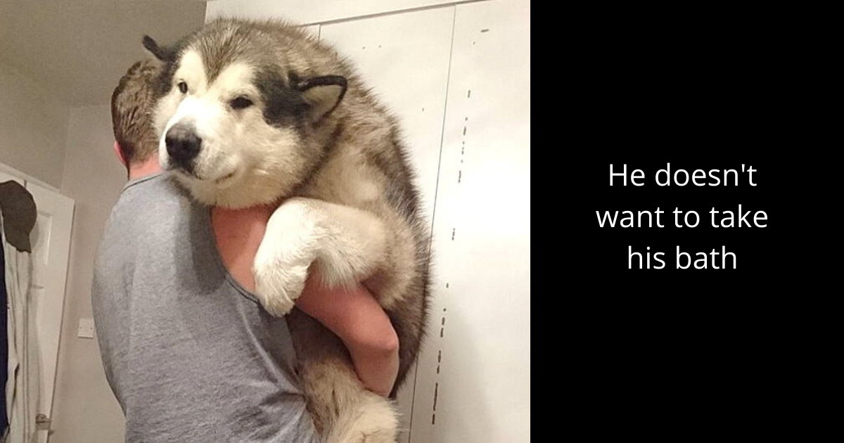 40+ Dogs Who Are Still Puppies On The Inside