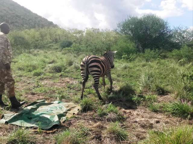 Zebra Makes Friends With Group Of Donkeys, Ends Up With Very Unusual Baby