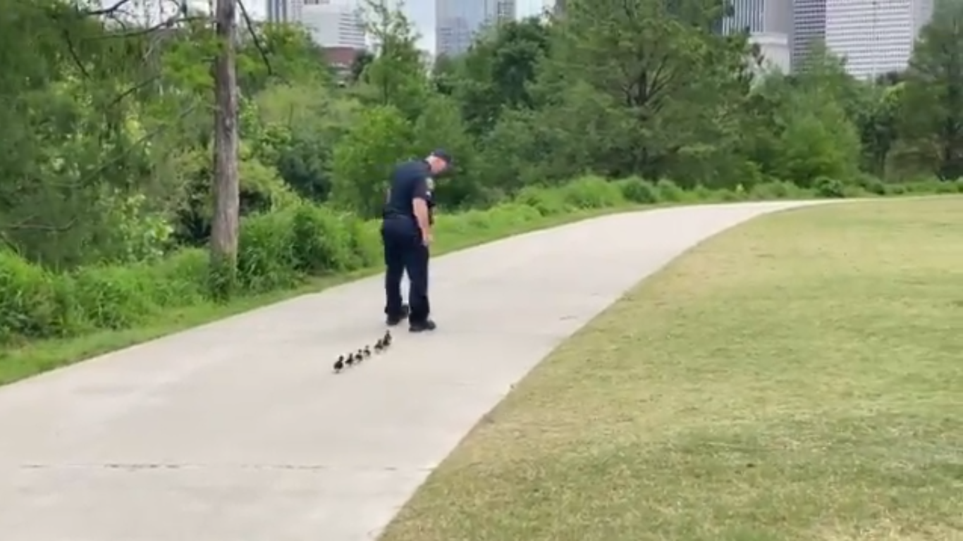 Police Officers Lead Lost Ducklings Back To Their Mother
