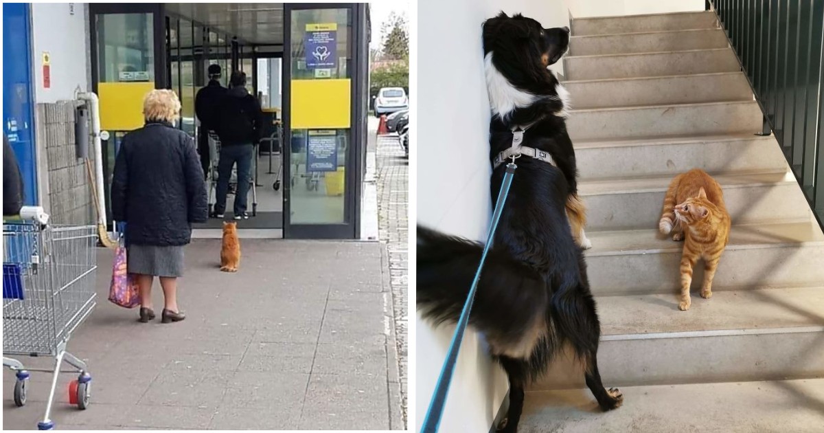 50 Animals that got the memo about social distancing