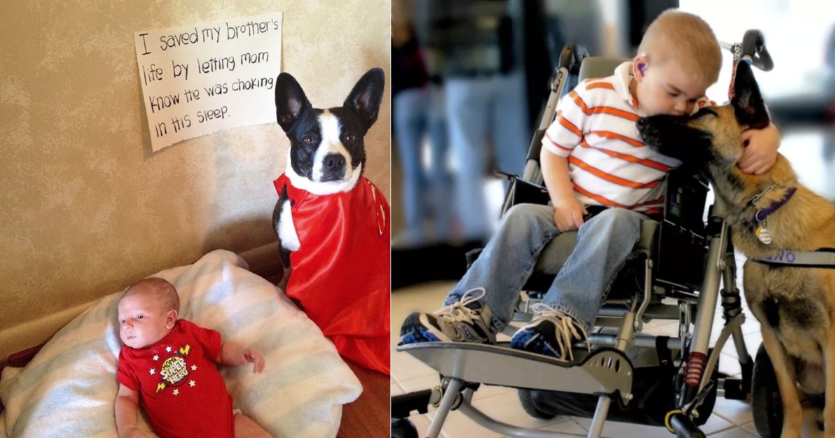 35+ heroic dogs who are making the world a better place