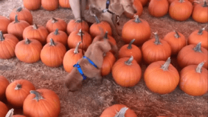 Couple Documents Golden Retriever Puppy Growing Up In Adorable Video