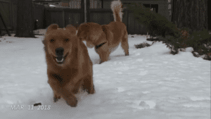 Couple Documents Golden Retriever Puppy Growing Up In Adorable Video