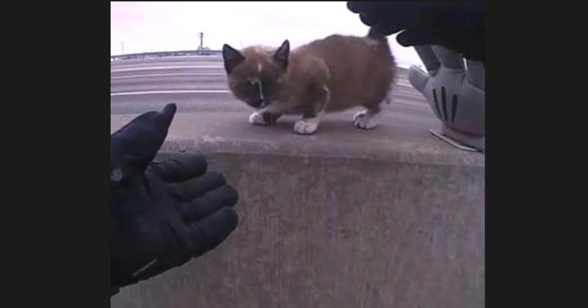 Kitten puts the moves on cop after she’s rescued from busy highway