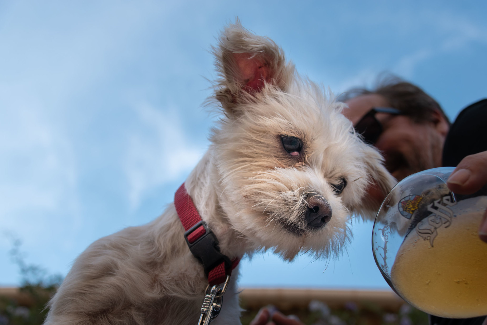 Human foods to avoid sharing with your dog