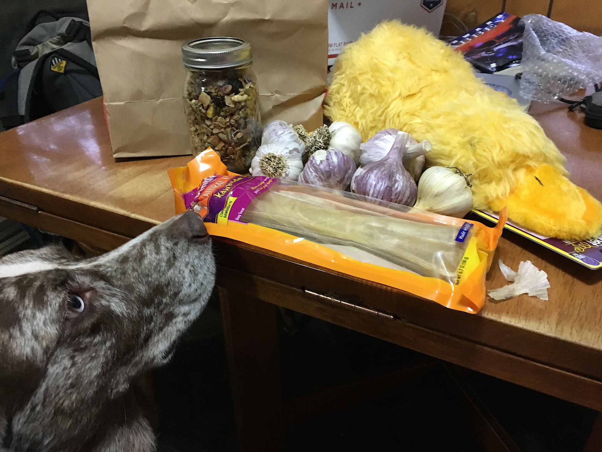 Human foods to avoid sharing with your dog