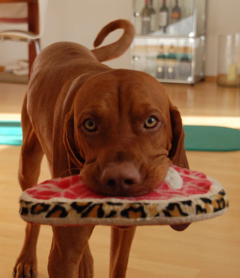 Human foods to avoid sharing with your dog