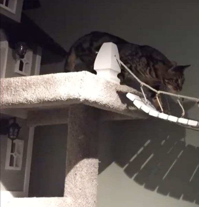 Guy builds apartment towers for his cats and the internet can't get enough