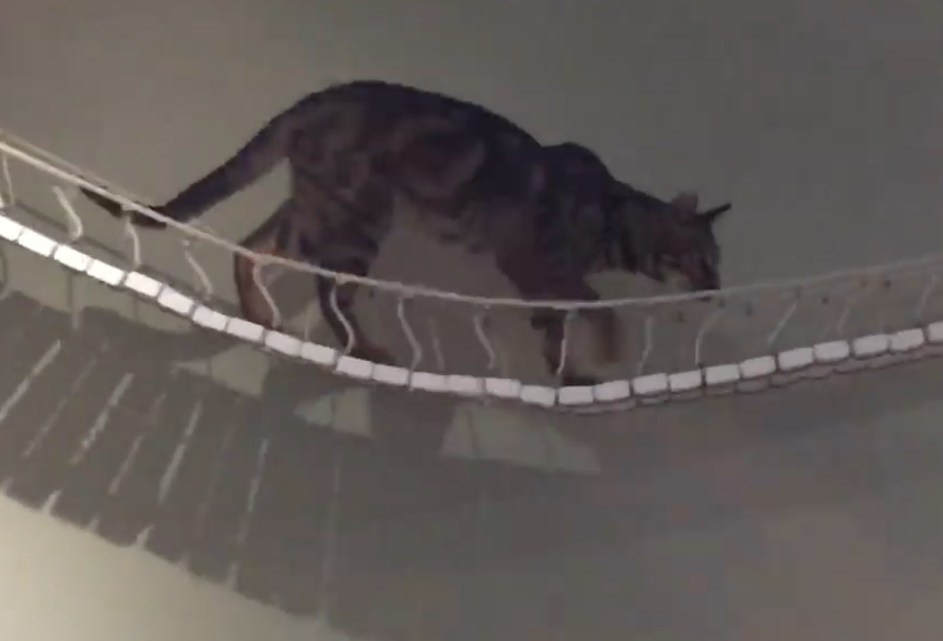 Guy builds apartment towers for his cats and the internet can't get enough