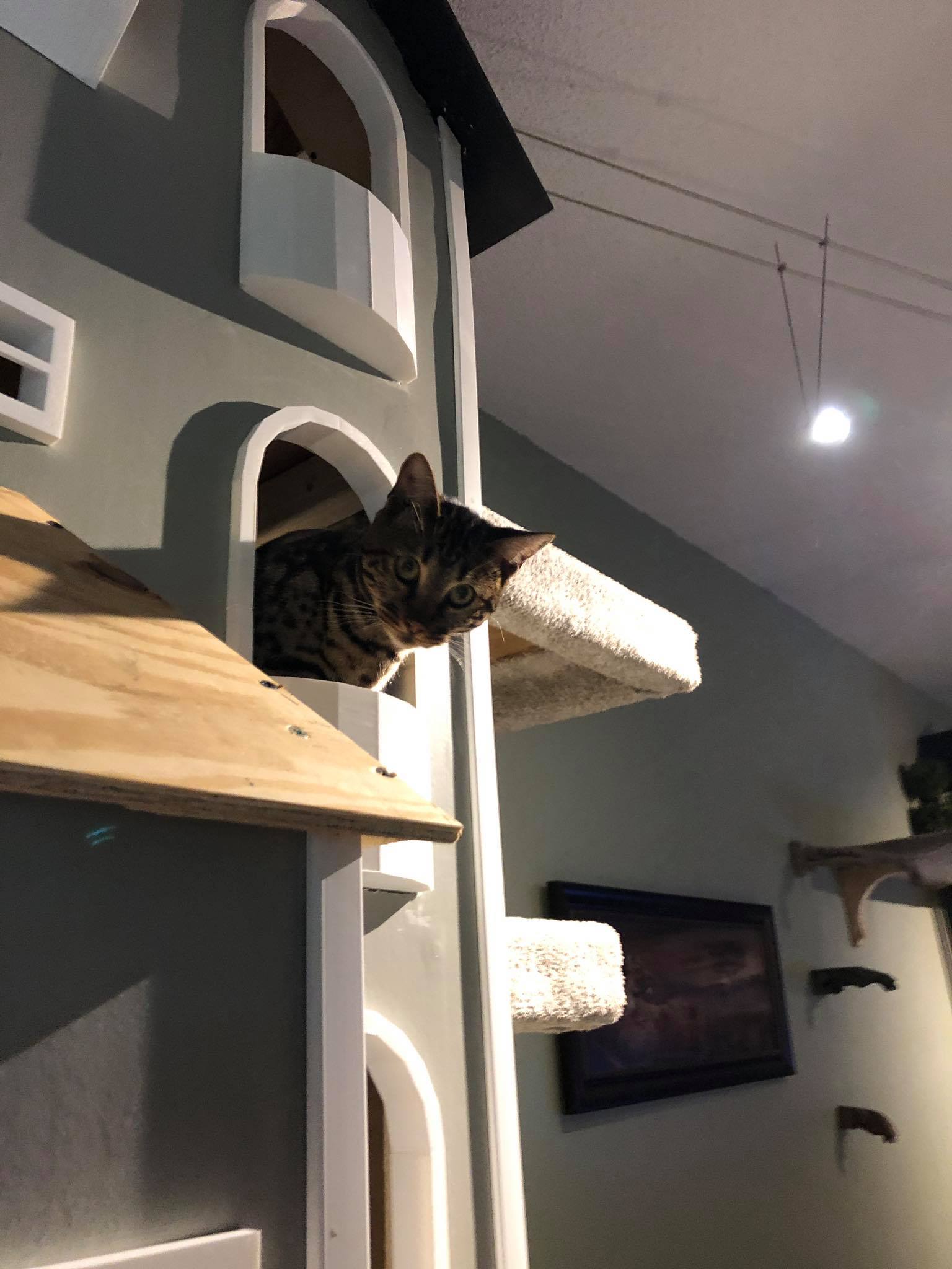 Guy builds apartment towers for his cats and the internet can't get enough