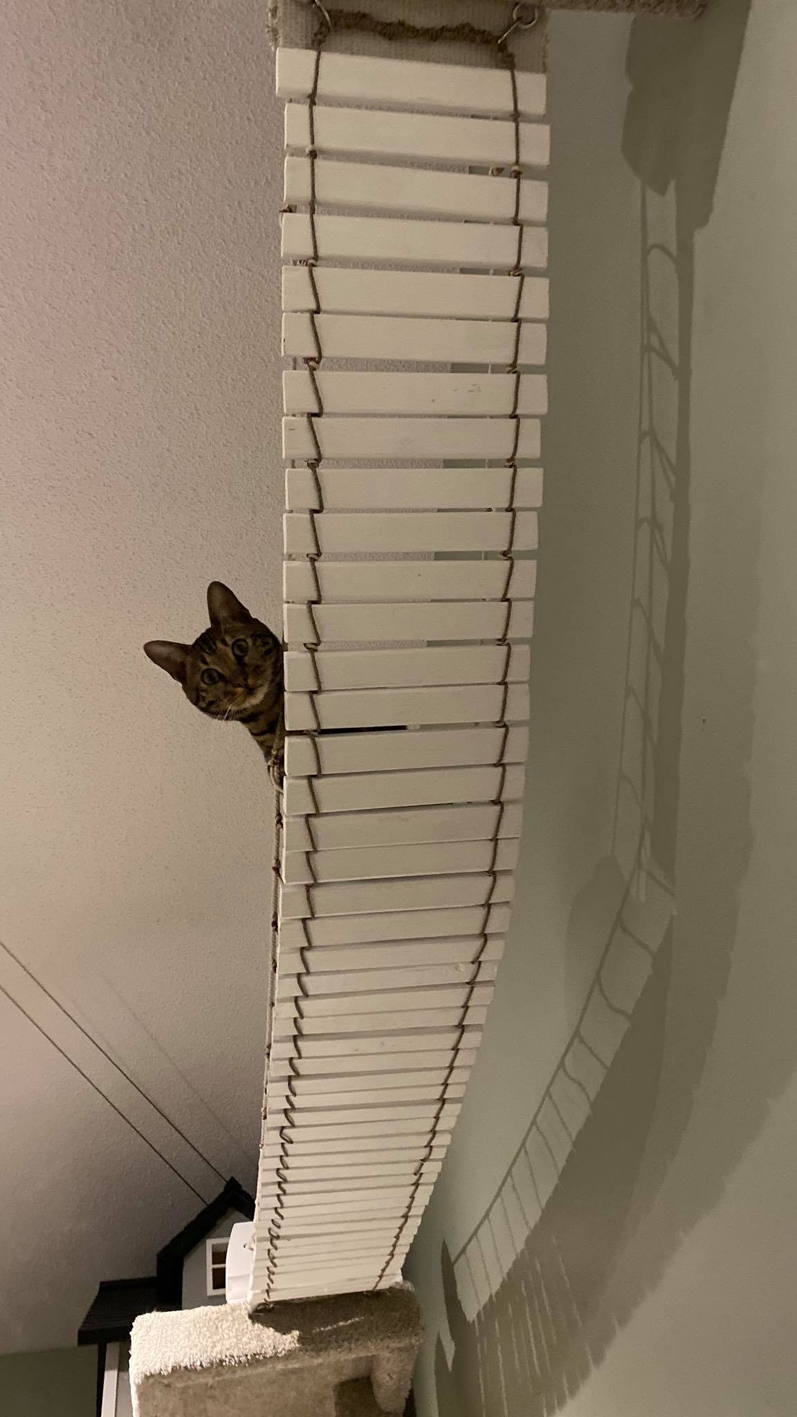 Guy builds apartment towers for his cats and the internet can't get enough