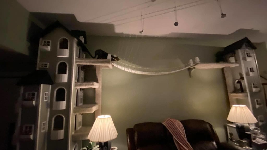 Guy builds apartment towers for his cats and the internet can't get enough