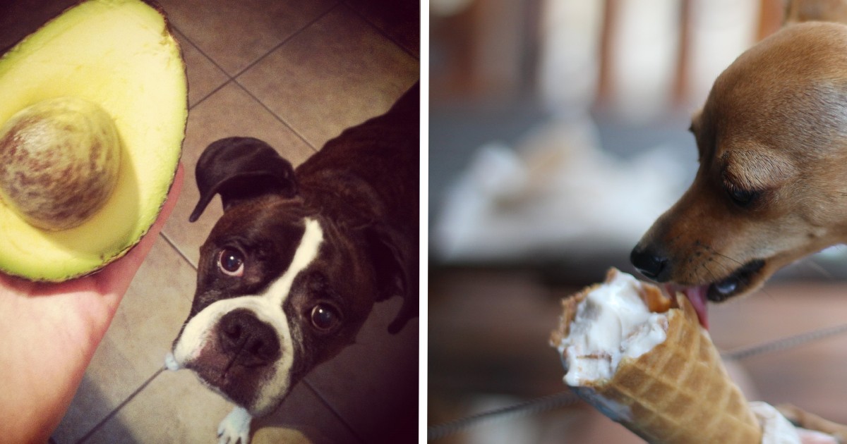 Human foods to avoid sharing with your dog