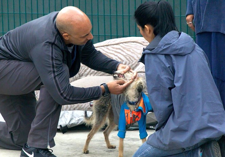 Animal lover spends his free time hunting down homeless people with ...