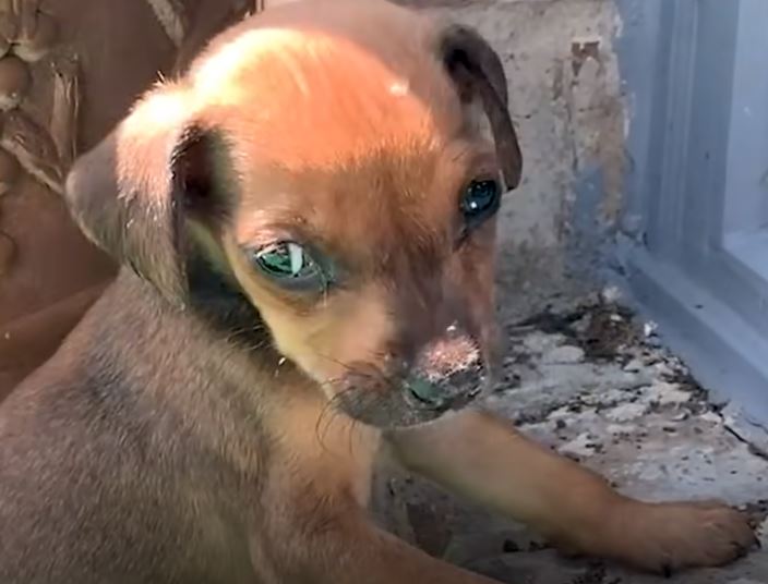 Tiny, scared puppy finds comfort with 120-lb Great Dane