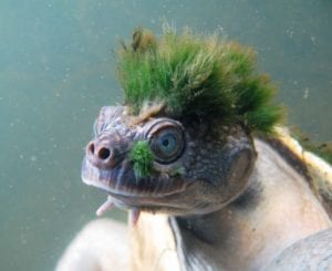 40+ animals with truly glorious hairstyles