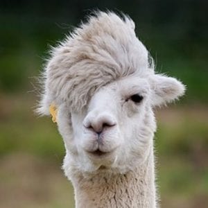 40+ animals with truly glorious hairstyles