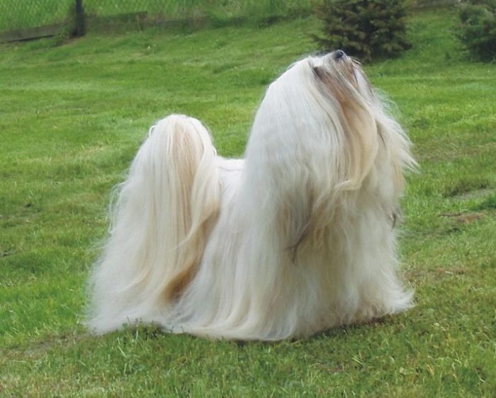 40+ animals with truly glorious hairstyles