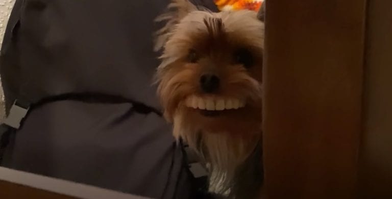 Dog runs off with owners dentures but owners reaction is the best part