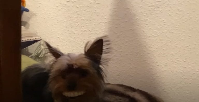Dog runs off with owners dentures but owners reaction is the best part