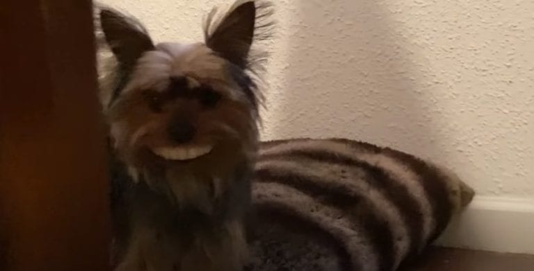 Dog runs off with owners dentures but owners reaction is the best part