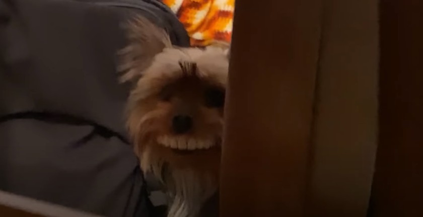 Dog runs off with owners dentures but owners reaction is the best part