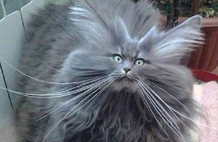 40+ animals with truly glorious hairstyles