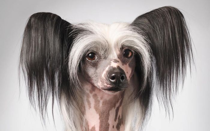 40+ animals with truly glorious hairstyles