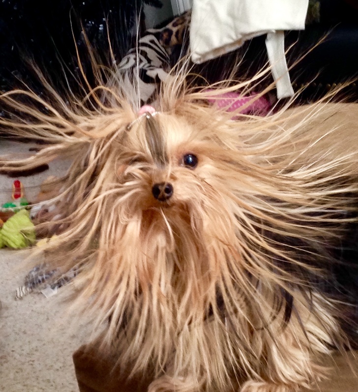 40+ animals with truly glorious hairstyles