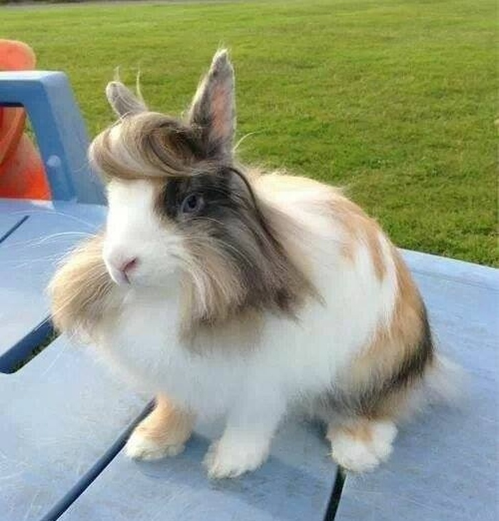 40+ animals with truly glorious hairstyles